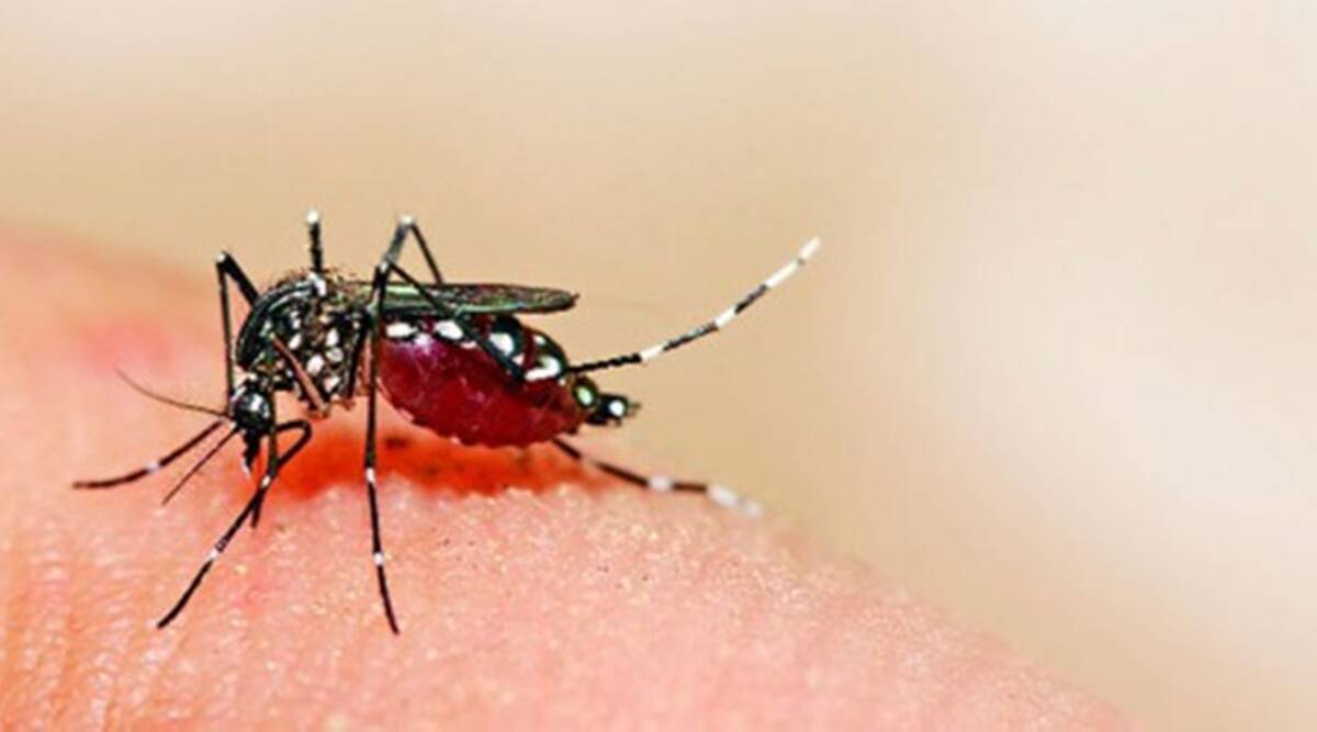 Dengue, other vector-borne diseases on the rise in state for past 3 ...