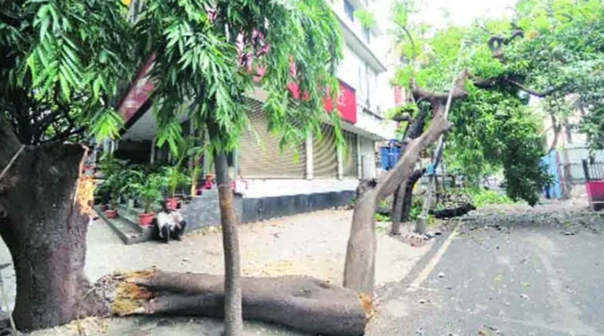 Pune: 30 incidents of tree felling recorded across city | Pune News ...