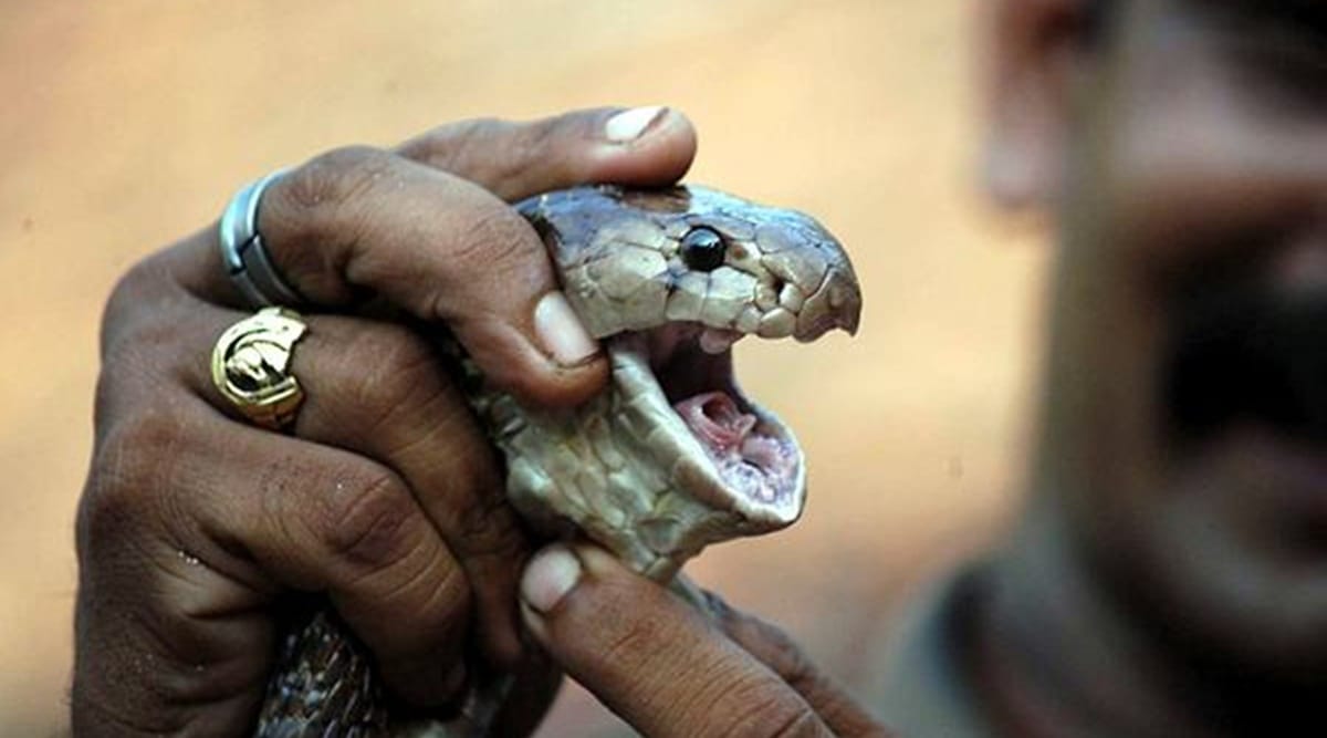 Snake Eating Man In Kerala