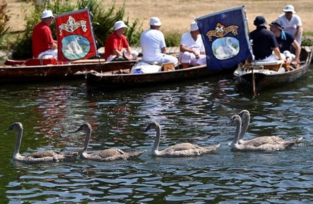In pictures: The annual counting of the swan population on River Thames ...