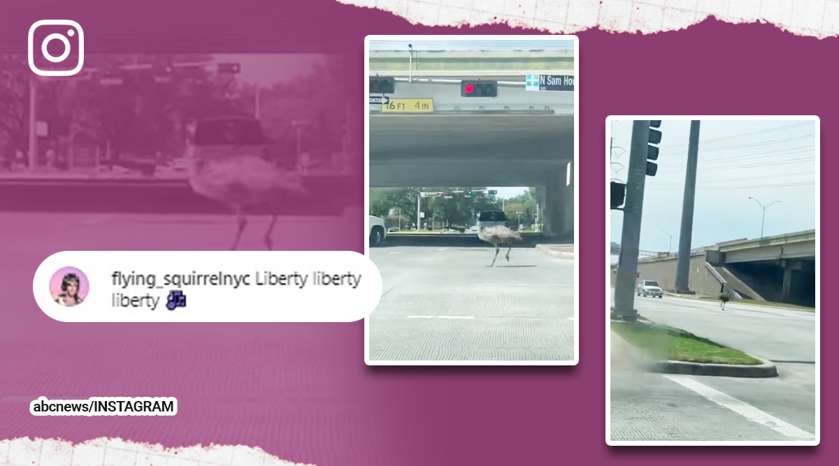 Emu disrupts traffic on Texas street, gets chased by police. Watch ...