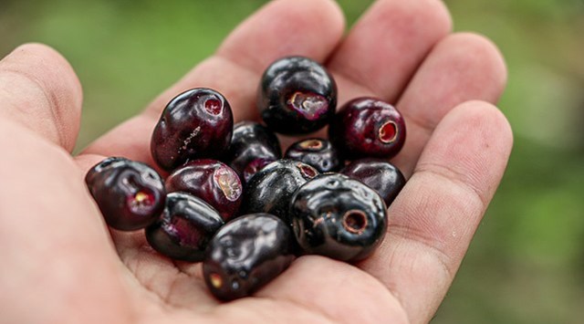 Jamun froyo bites: This dessert is ‘super satisfying and healthy ...