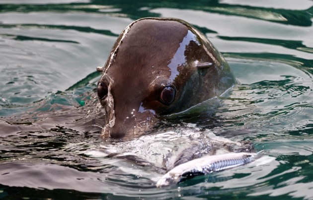 See how animals are beating the heat and staying cool | Lifestyle ...