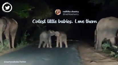 Indian Elephants At Night Elephant In Udaipur Rajastan By Night India