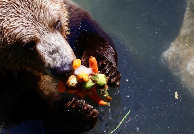 See how animals are beating the heat and staying cool | Lifestyle ...