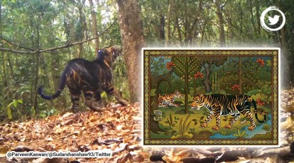 Rare Black Tigers
