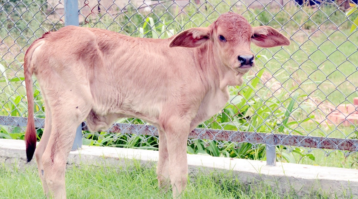 Punjab vet varsity GADVASU produces first OPU IVF calf in state ...