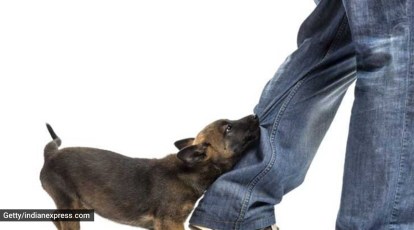 Dog Bite First Aid Dos And Donts Did You Know That One Out Of Every