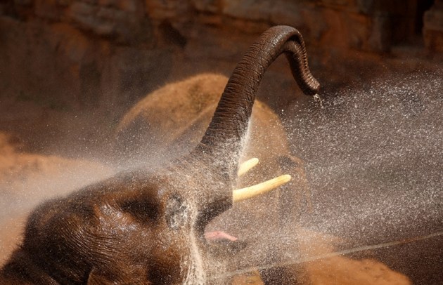 See how animals are beating the heat and staying cool | Lifestyle ...