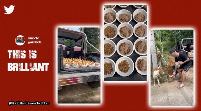 Watch: Former luxury chef prepares special treat for stray dogs ...