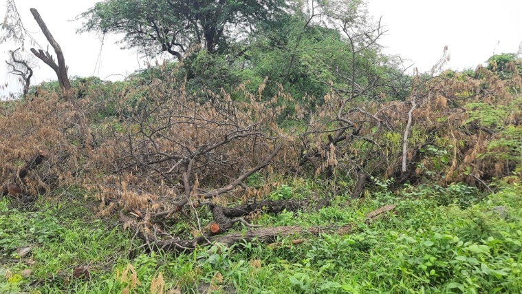 Can Delhi’s Central Ridge be rid of the invasive kikar tree ...