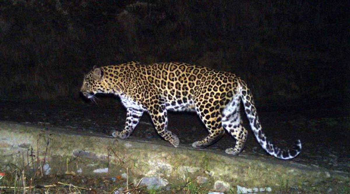 Gujarat: Leopard rushed to police station as people climb over cage for ...