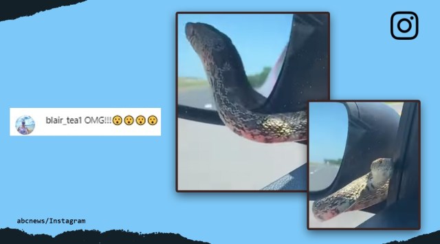 Snake slithers on car’s windshield during woman’s road trip, watch the ...