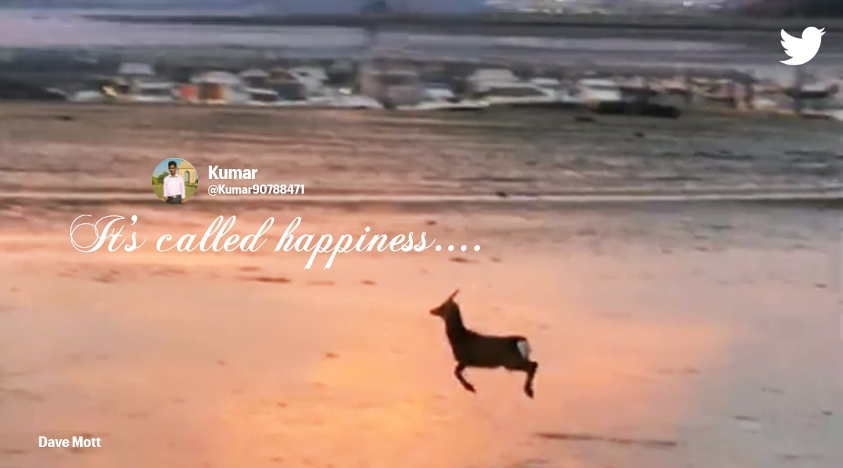 Watch: Anand Mahindra tweets video of prancing deer, talks about ...