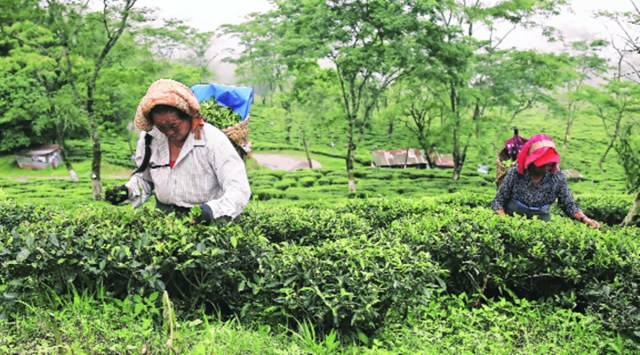 As rising inflation punctures wage hike, tea workers seek more — land ...