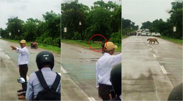 Traffic police ask people to wait for tiger to cross road, video wins ...