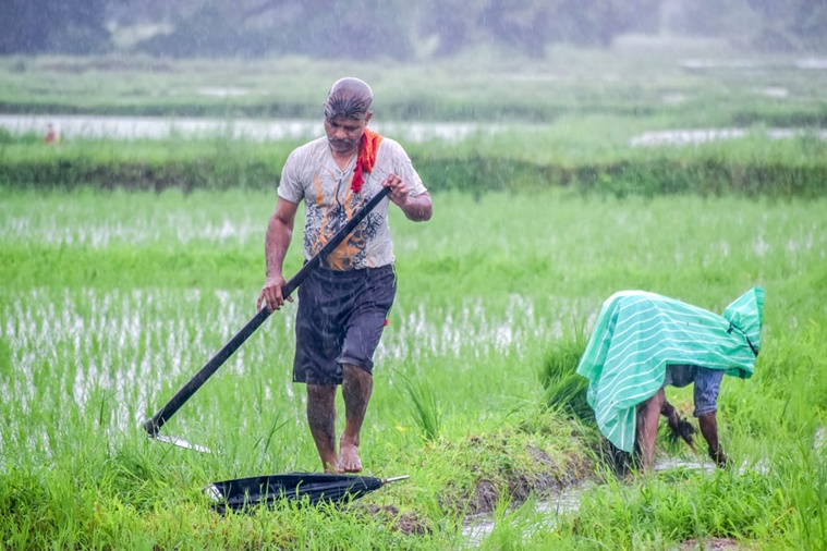In pictures: Farmers in Udupi return to work after heavy rains inundate ...