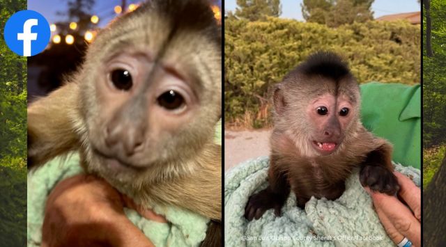 ‘Monkey business’: Sheriff’s Office in California shares amusing story ...