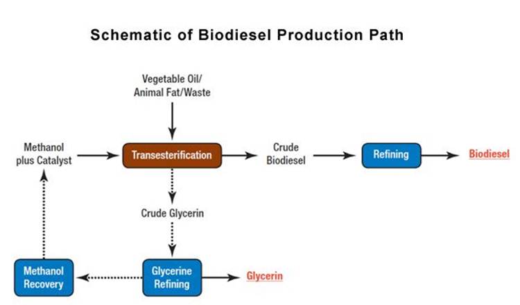 World Biofuel Day: Biofuels, their future | India News - The Indian Express