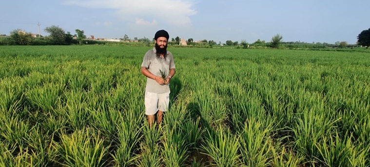 Mystery ‘dwarfing’ disease hits rice in Punjab and Haryana | Ludhiana ...