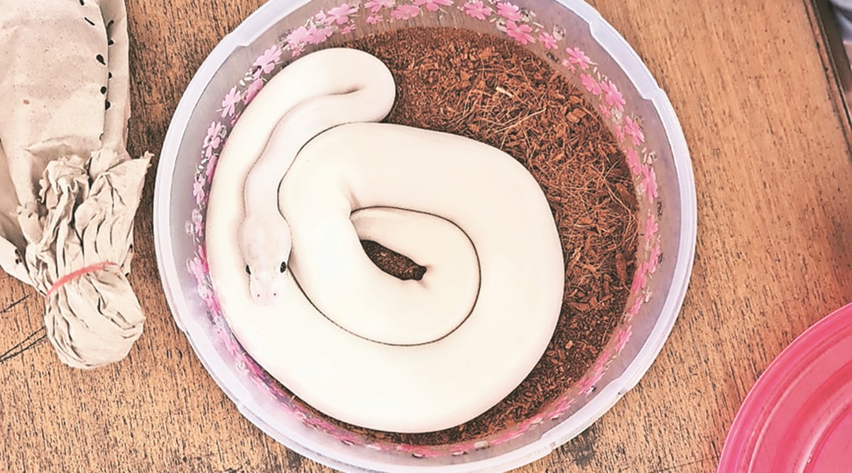Youth held with ball python in Surat | Surat News - The Indian Express