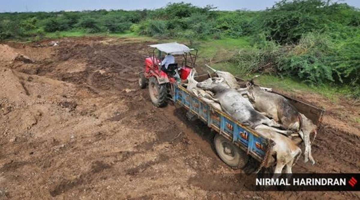 Gujarat: 108 more cattle dead, Lumpy Skin Disease toll rises to 3,268 ...