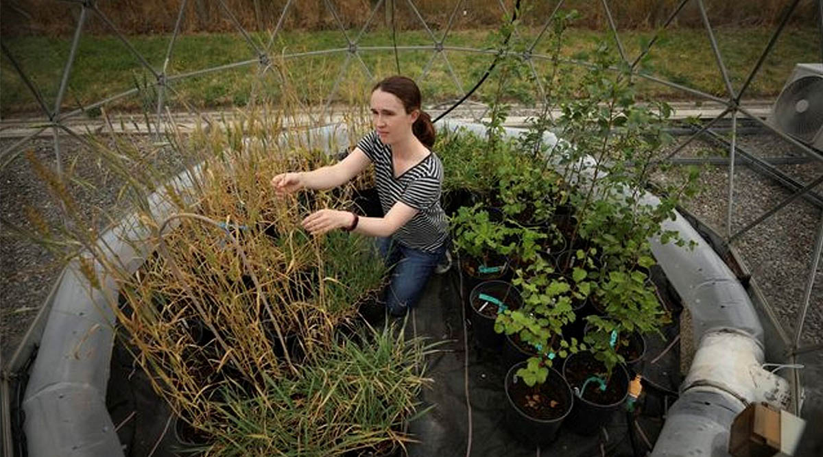 Scientists look to solve ozone threat to Africa’s food security ...