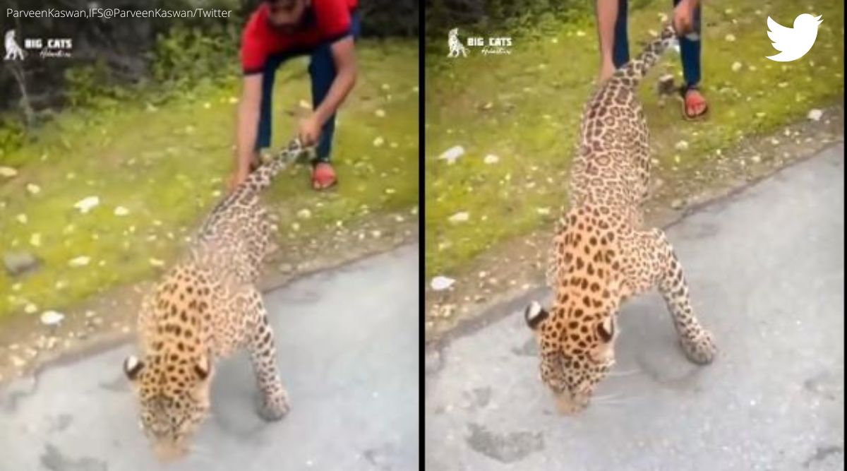 Leopard struggles as man pulls it from behind, netizens condemn the act ...