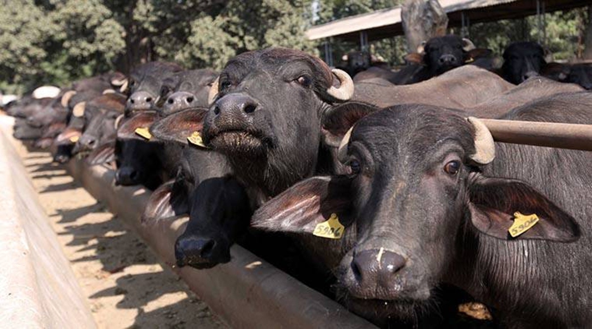 Sumul Dairy hikes pay to cattle rearers by Rs 10 per kilo fat of cattle ...