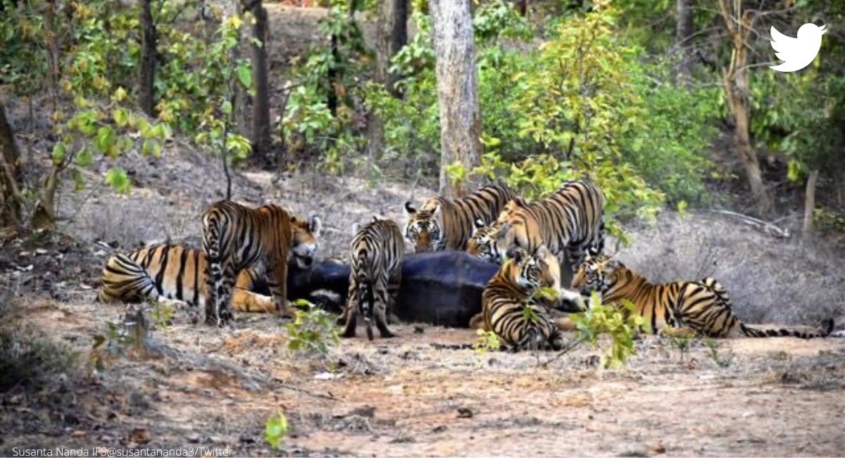 ‘Rare occurrence in the wild’ : Tigress takes care of dead sister’s ...