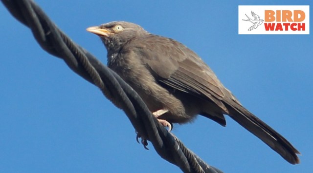 Birdwatch: Jungle Babblers or Seven Sisters love to groom each other ...