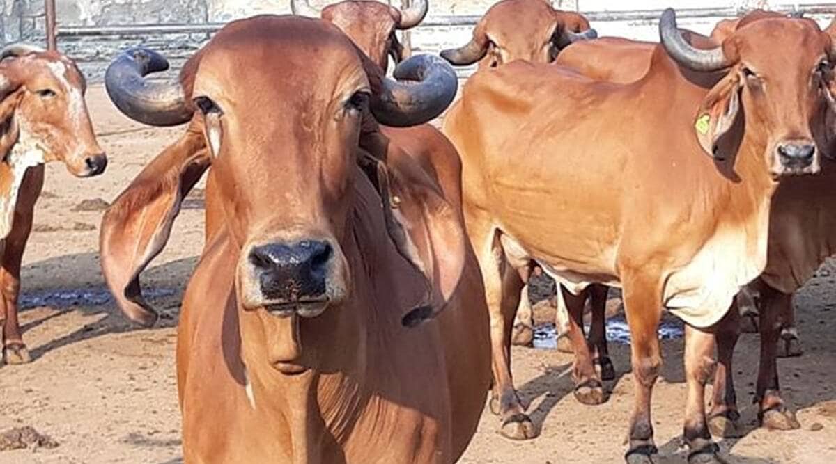 Unidentified persons booked for cow slaughtering in Rajasthan village ... Unidentified persons booked for cow slaughtering in Rajasthan village ...