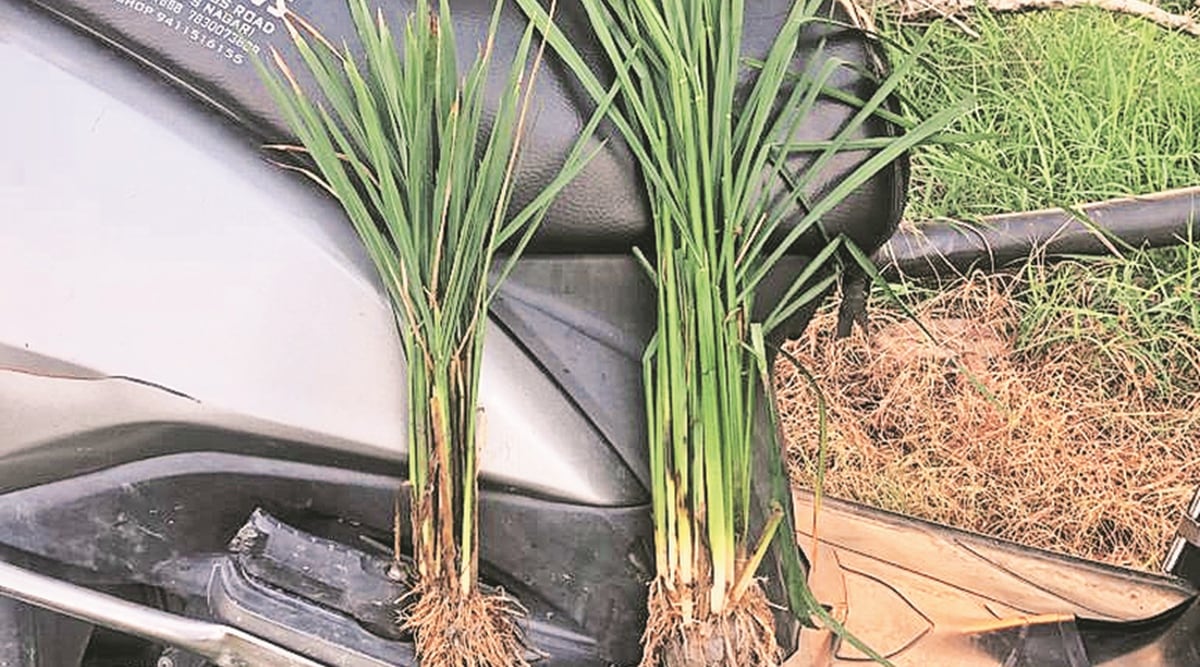 Mystery ‘dwarfing’ disease hits rice in Punjab and Haryana | Ludhiana ...
