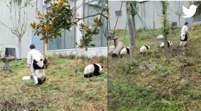 Video showing ‘a day in the life of a panda caretaker’ leaves netizens ...
