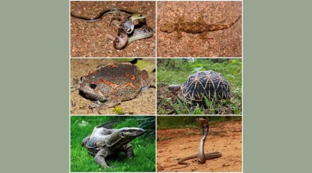 Osmania researchers document frogs, lizards and snakes seen in ...