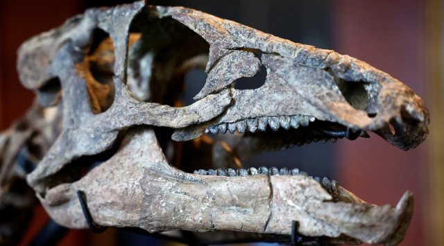 Small dinosaur fit for the living room to be sold at Paris auction ...