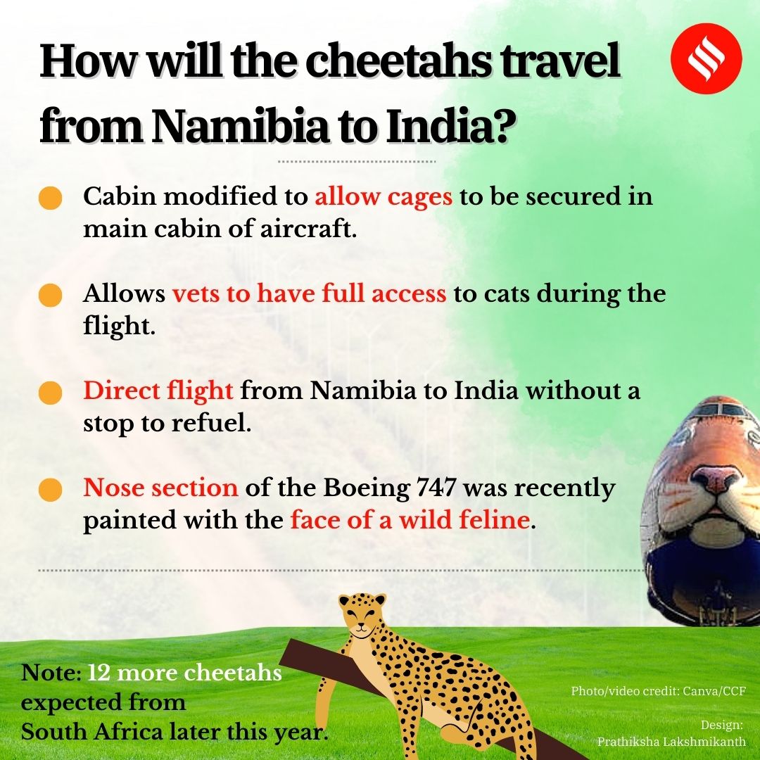 The cheetahs are here: Meet the 8 big cats in India | Explained News ...