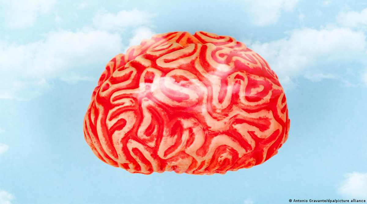 Gender and the brain: Why neuroscience is still searching for evidence ...