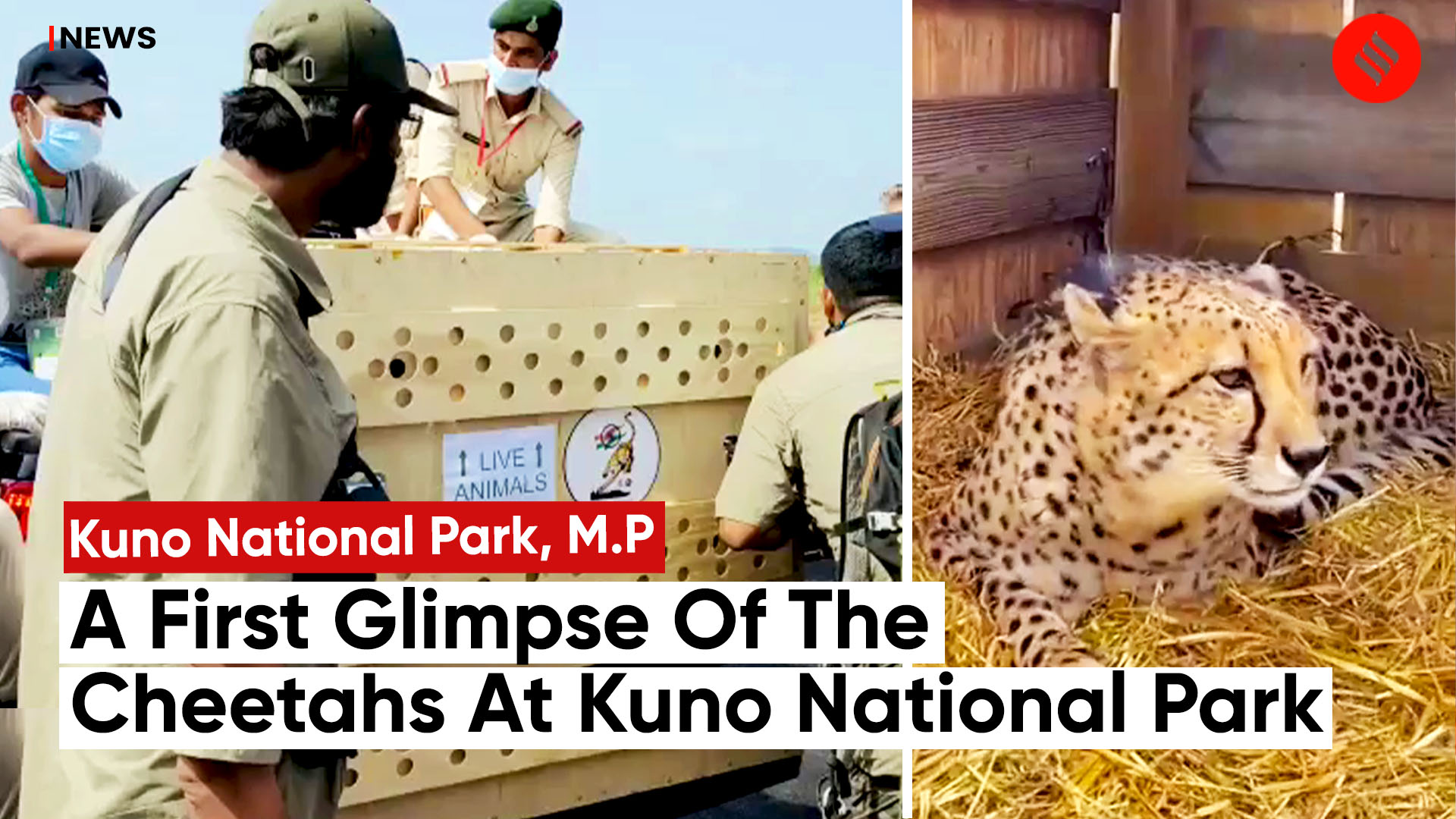 Eight cheetahs arrive at kuno national park pm narendra modi to release ...