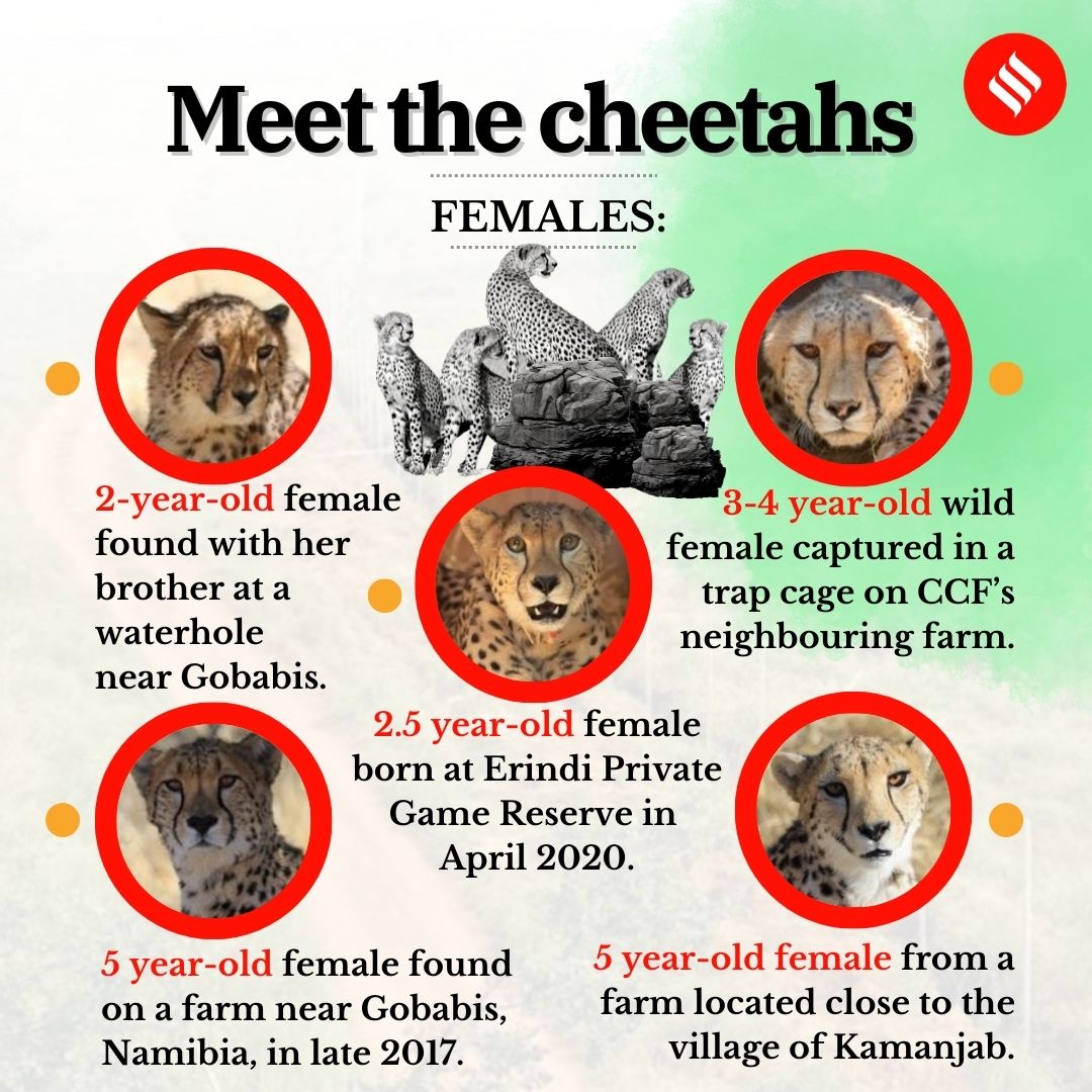 The cheetahs are here: Meet the 8 big cats in India | Explained News ...