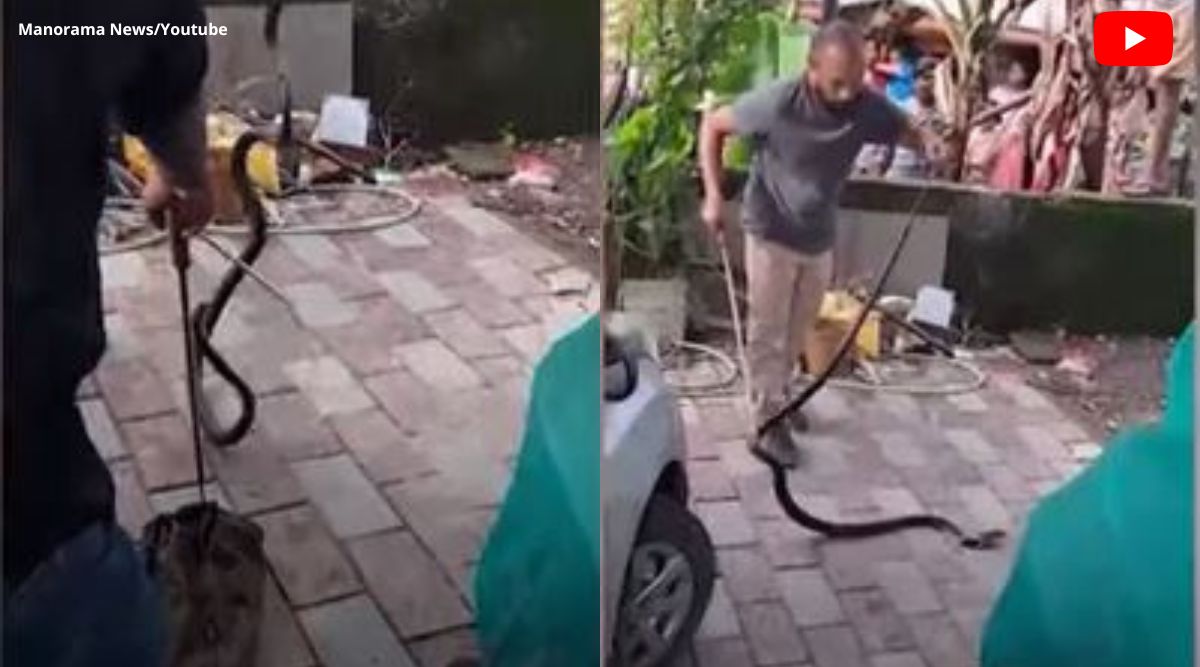 King Cobra hides inside a car, travels about 200 km with a Kerala ...