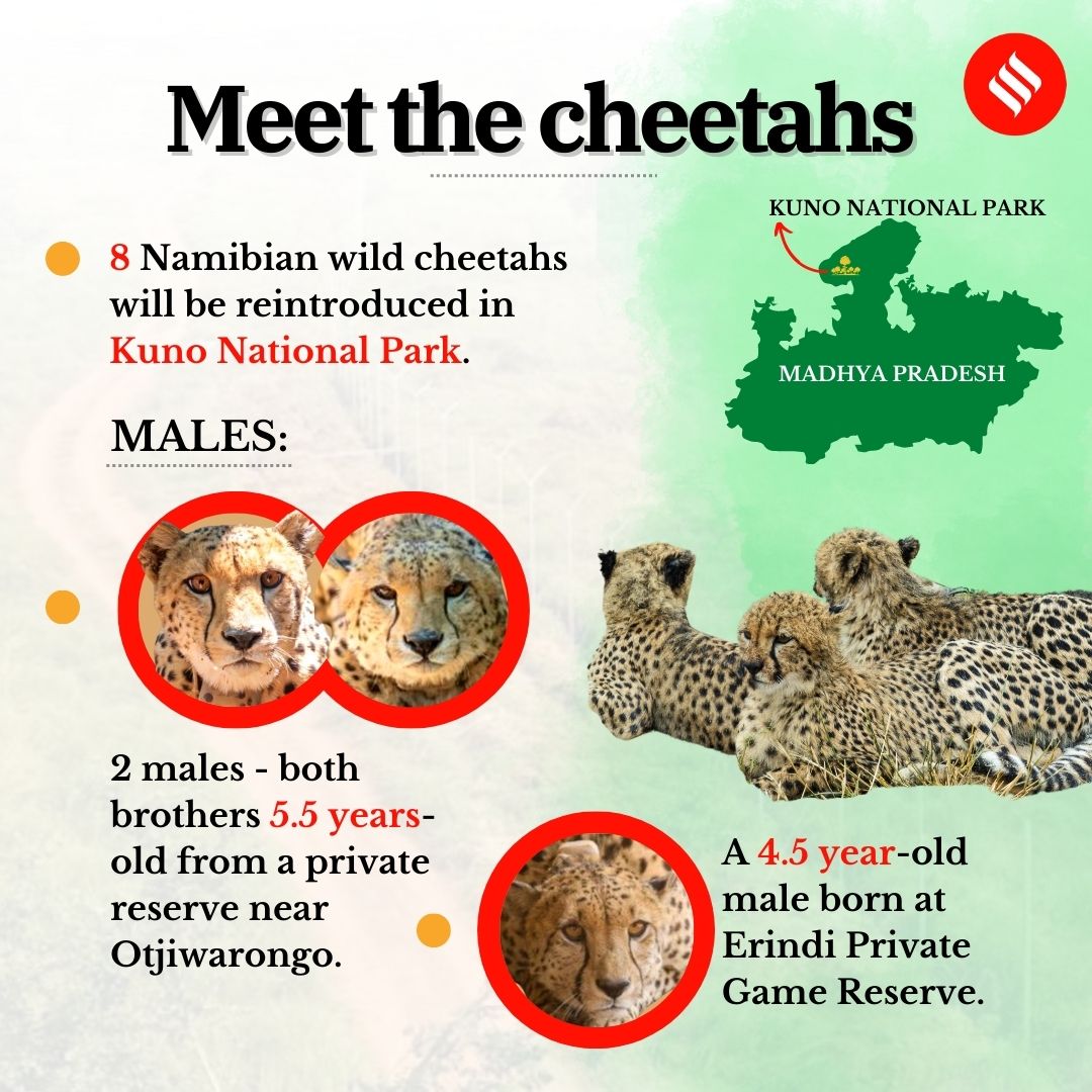 The cheetahs are here: Meet the 8 big cats in India | Explained News ...