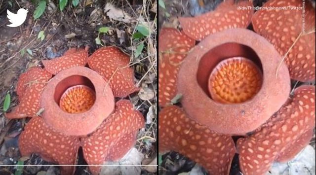 Watch: Indonesian man finds Rafflesia, world’s largest flower, in the ...