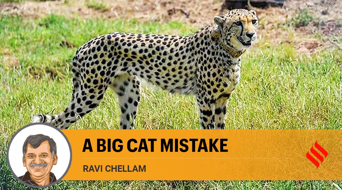 Ravi Chellam writes: There are better ways than cheetahs to revive ...