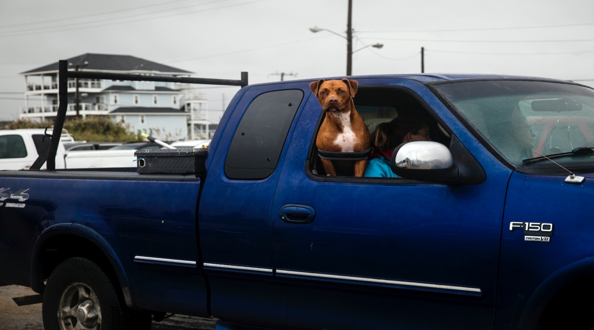 How to evacuate with pets | Life-style News - The Indian Express