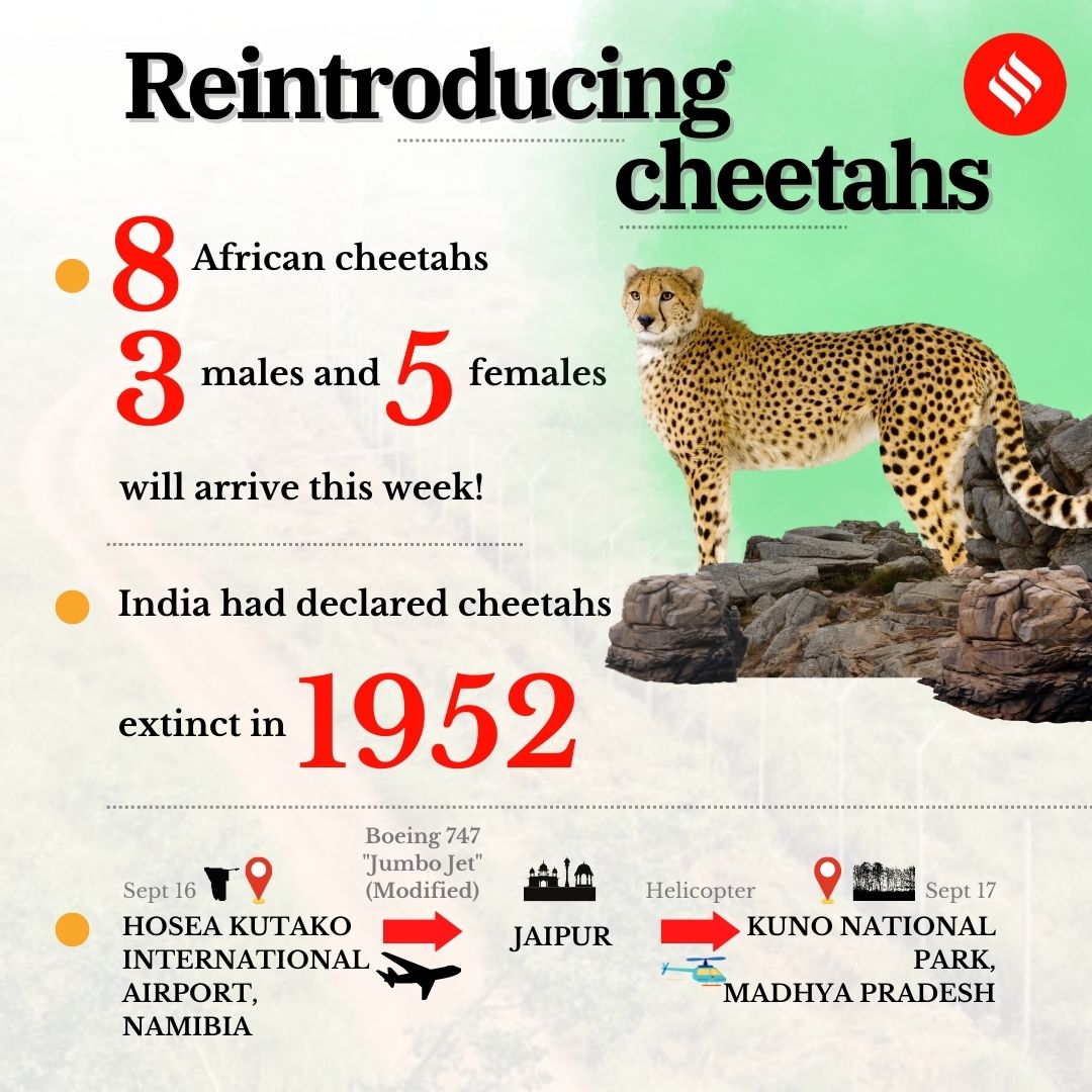The cheetahs are here: Meet the 8 big cats in India | Explained News ...