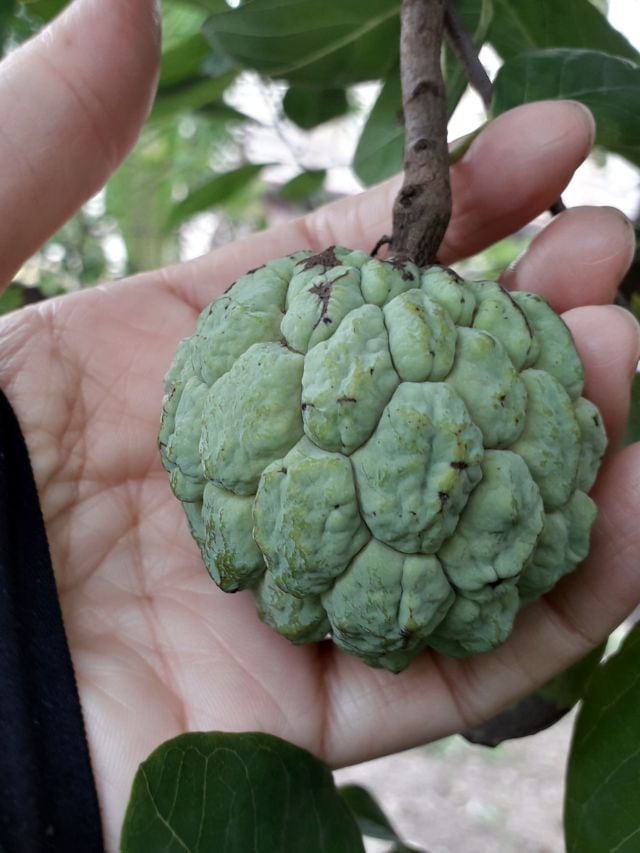 This fruit is good for combating depression | The Indian Express