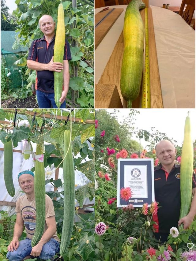 This Polish gardener grew the ‘world’s longest cucumber’ | The Indian ...