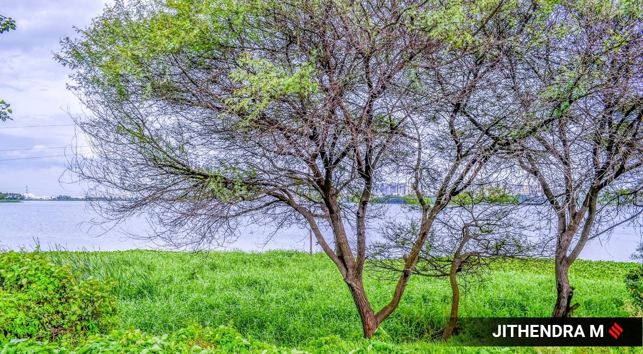 Lakes of Bengaluru: Pollution, encroachments sounding the death knell ...