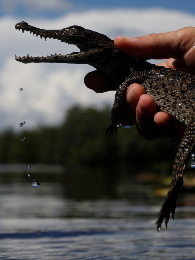 Cuban scientists race to save one of the world’s rarest crocodiles ...